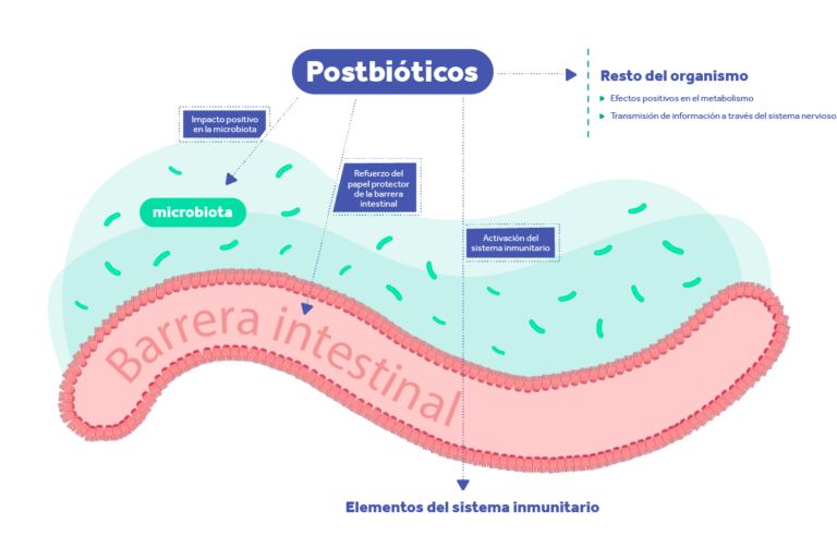 Qué son los postbióticos ? - About postbiotics